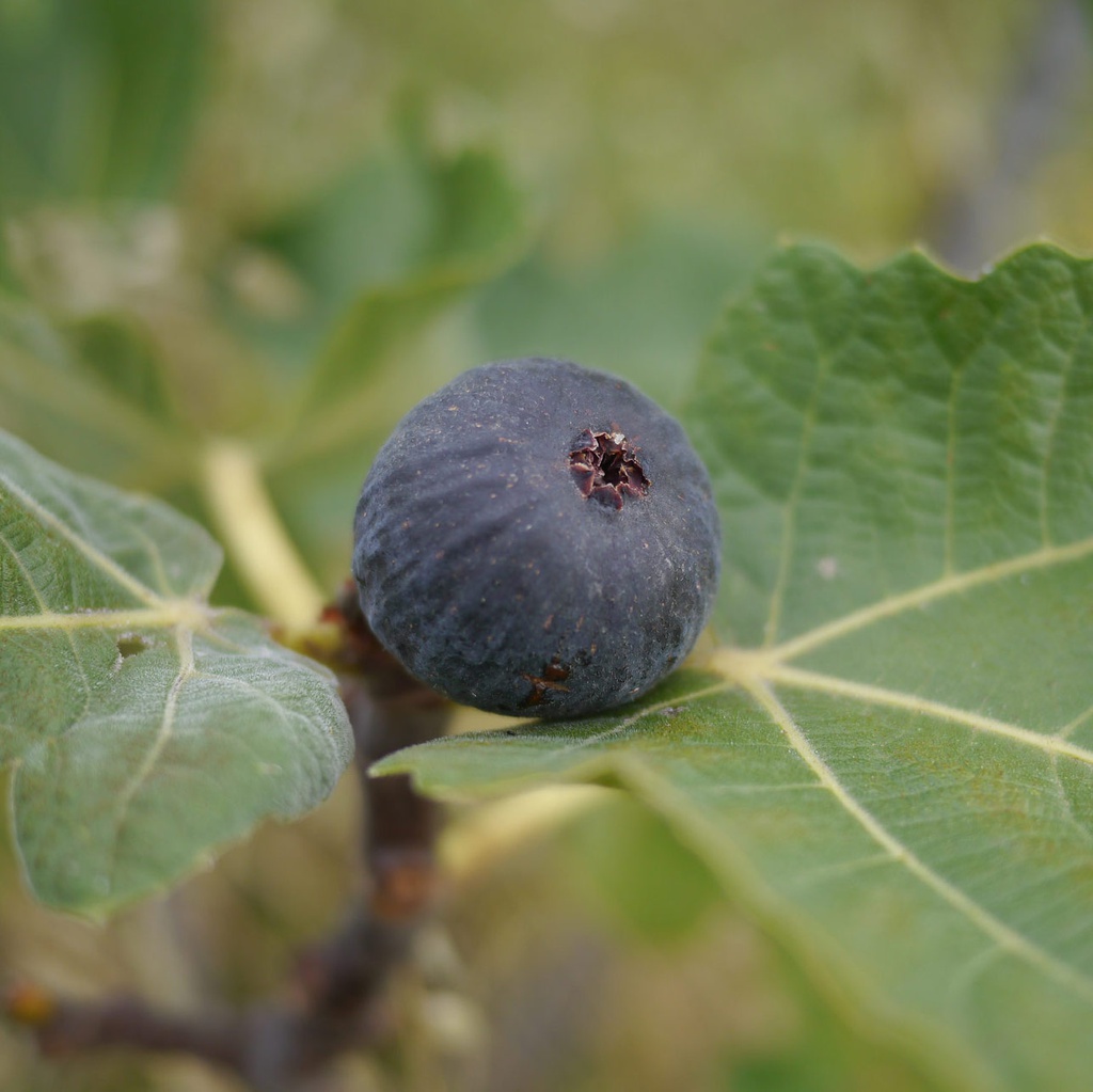 Figuier 'Rouge de Bordeaux’ ('pastilière') Pot 3L | #N# Les Alvéoles